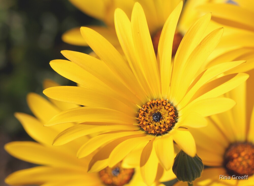 "Geel Namakwaland madeliefie - African Daisy" by Rina Greeff | Redbubble