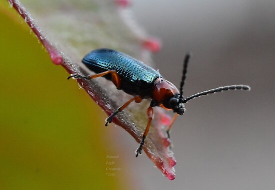 Bombardier Beetle Photographic Prints By Richard Couchman Redbubble