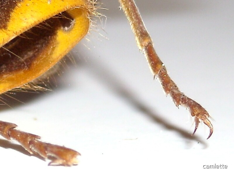 Bee Feet I By Cameron Hampton Redbubble