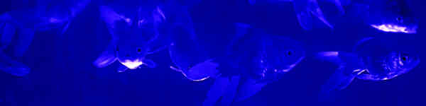 inicka Shop | Redbubble