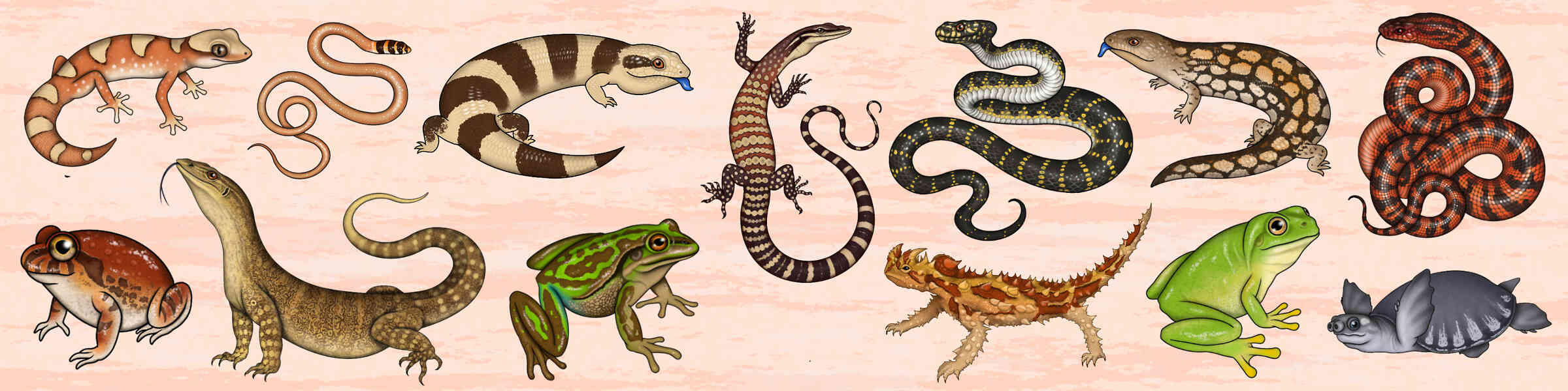 miss-varanus Shop | Redbubble