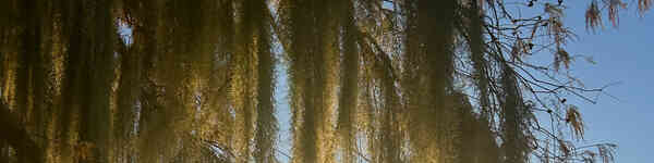 deadfishcarcass Shop | Redbubble