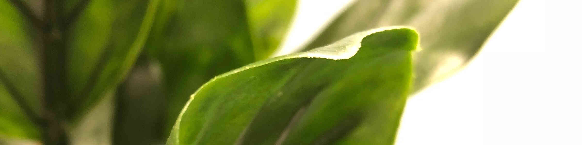 ChloeCast Shop | Redbubble