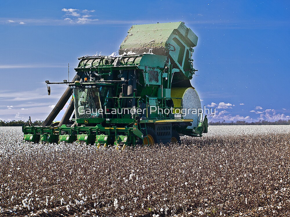 "Cotton picking" by GayeLaunder Photography | Redbubble