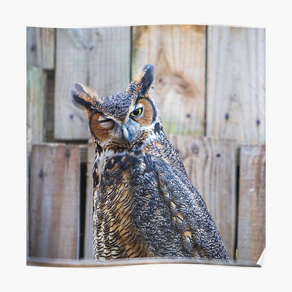 Winking Owl Gifts & Merchandise | Redbubble