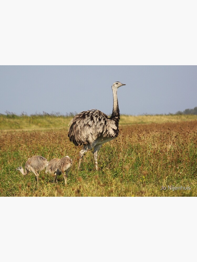 "Greater Rhea Male with Hatchlings" Poster by Jokus | Redbubble