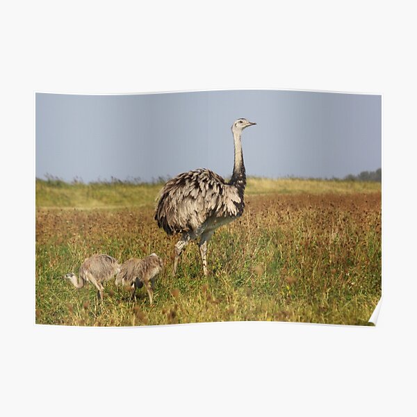 "Greater Rhea Male with Hatchlings" Poster by Jokus | Redbubble