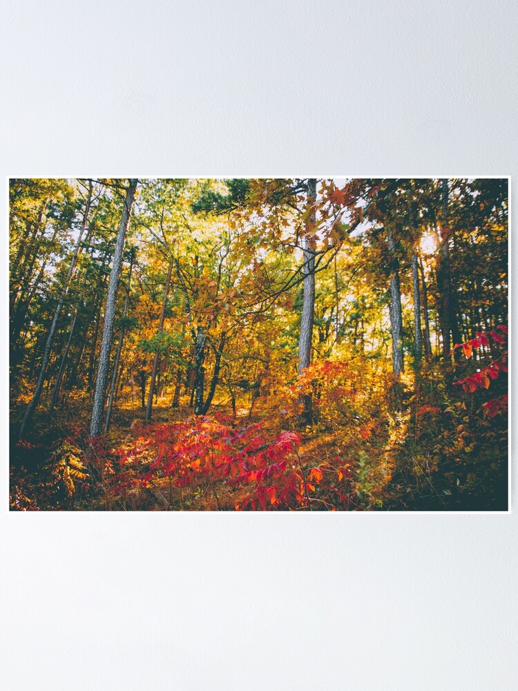 "Autumn Yellow Red Orange Forest" Poster by Vamane | Redbubble