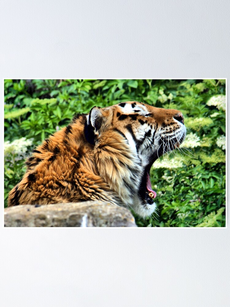 "AMUR TIGER ~ Endangered" Poster by Clive | Redbubble