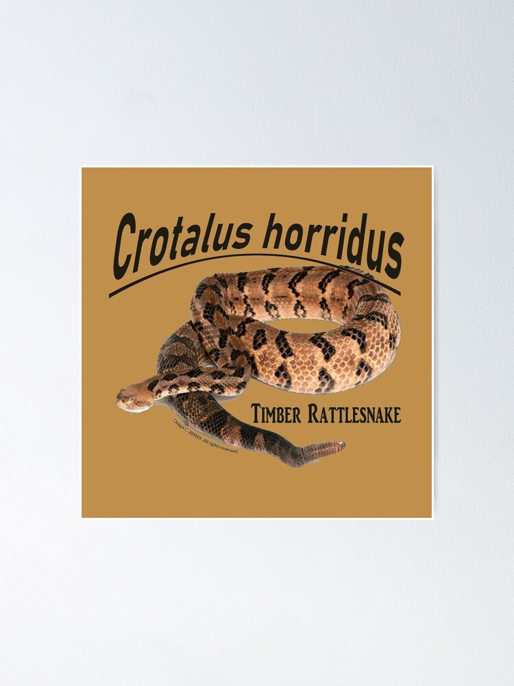 "Timber Rattlesnake - Crotalus horridus" Poster by 28TEES | Redbubble