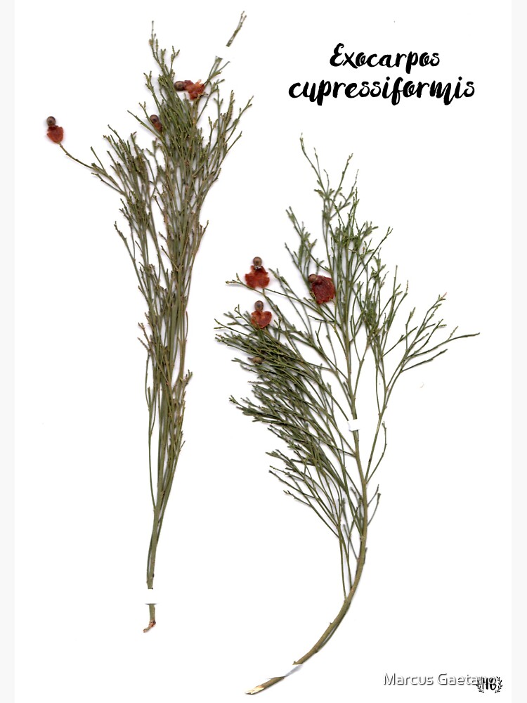 "Exocarpos cupressiformis (Cherry Ballart)" Sticker for Sale by t4nomar ...