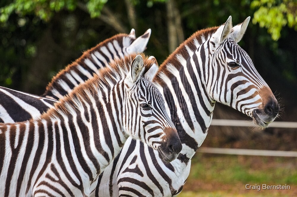 "Three Zebras" by Craig Bernstein | Redbubble