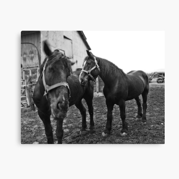 Percheron Merch & Gifts for Sale | Redbubble