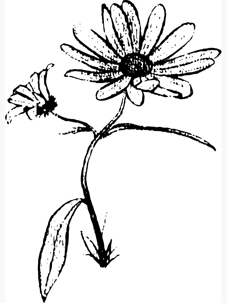 "daisy bw" Poster by lernst00 | Redbubble