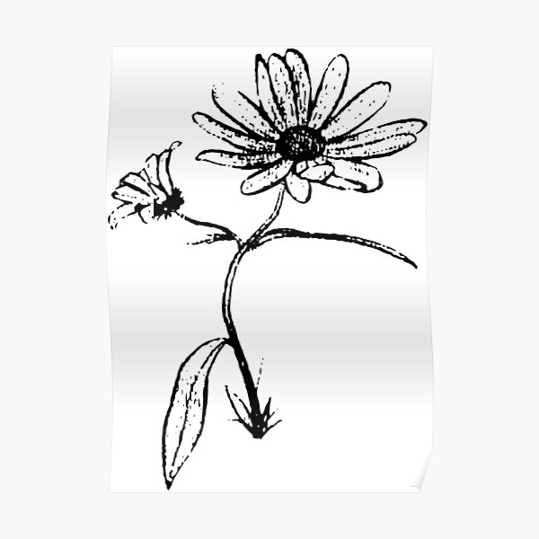 "daisy bw" Poster by lernst00 | Redbubble