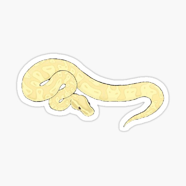 "Ball Python (Banana Butter)" Sticker by alexisernzen | Redbubble