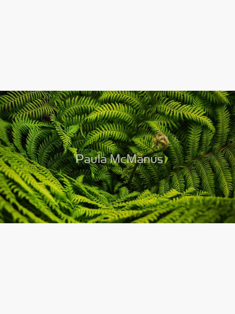 "Tree Fern" Poster for Sale by PaulaMcManus | Redbubble