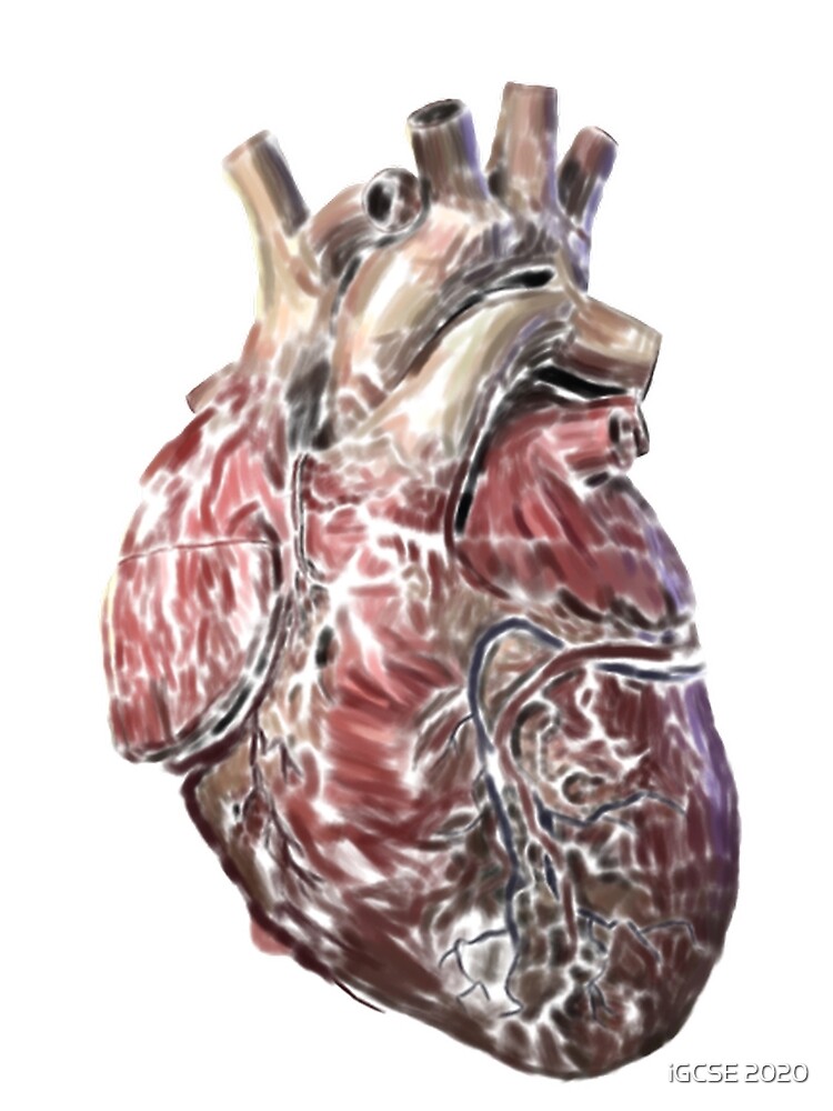 "Anatomy Human Heart Digital Drawing" Poster by Anikadutta | Redbubble