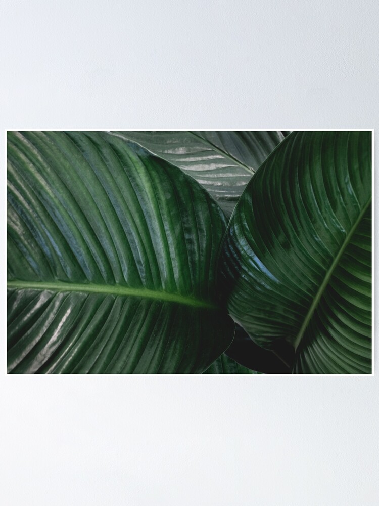 "Plant, spathiphyllum, vaginal leaf, leaf vane, single leaf" Poster by ...