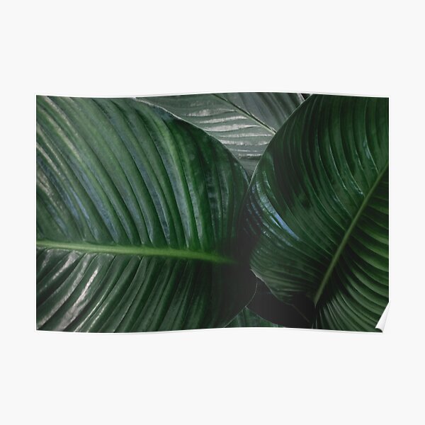 "Plant, spathiphyllum, vaginal leaf, leaf vane, single leaf" Poster by ...