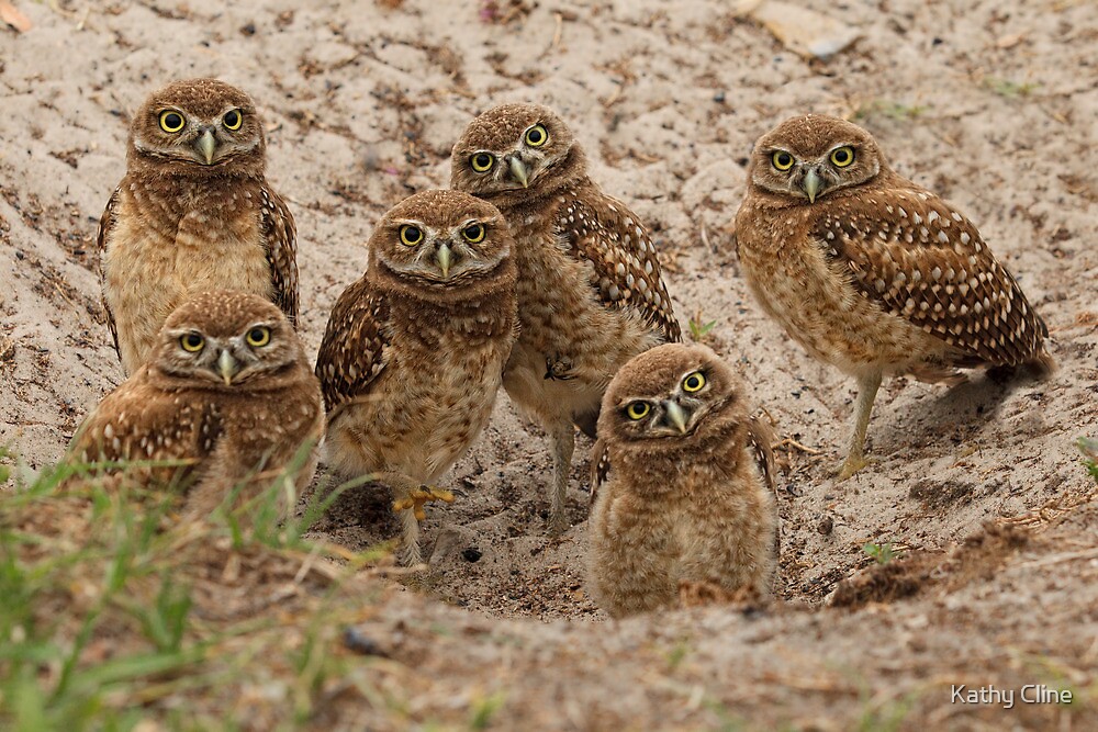 "6 baby owls" by Kathy Cline | Redbubble