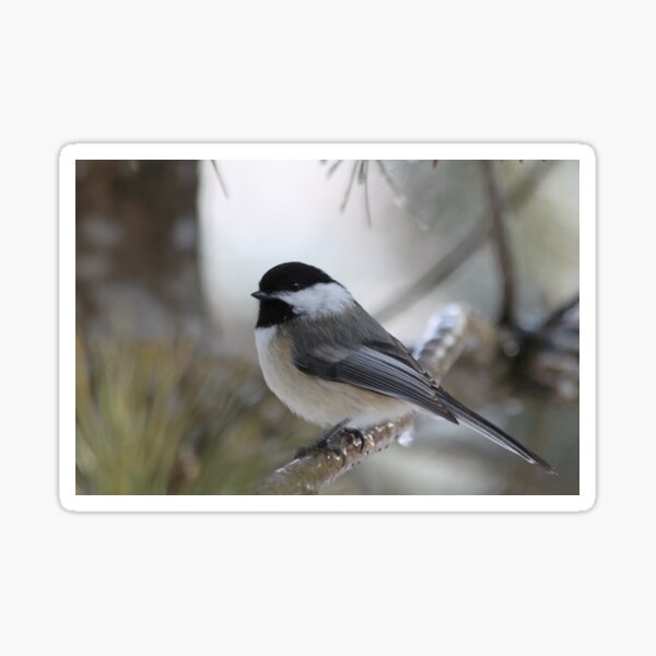"Chickadee" Sticker for Sale by KWILKEY | Redbubble