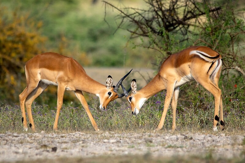 "Impala, Lake Masek National Park, Tanzania" by Andrew Goodall | Redbubble