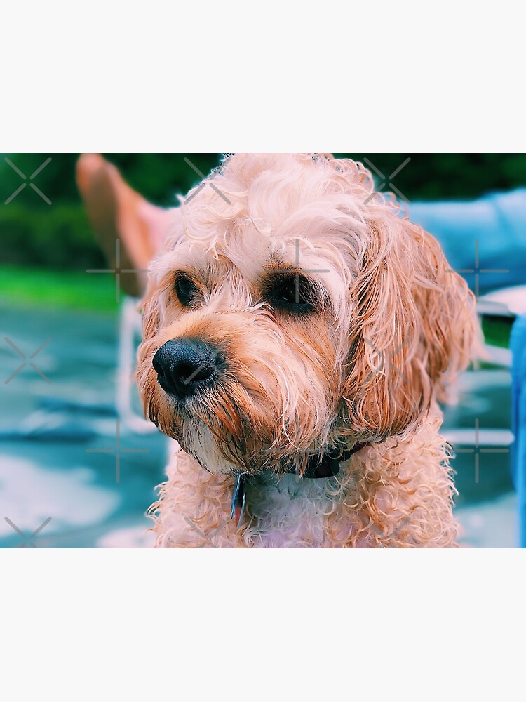 "Banjo Spring Dog" Poster for Sale by audraa | Redbubble