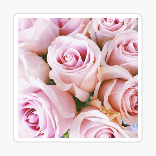 "Romantic Pink Roses " Sticker for Sale by AlexandraStr | Redbubble