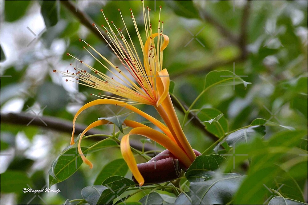 "Beautiful flower of the Baobab tree from Madagascar – Adonsonia ...