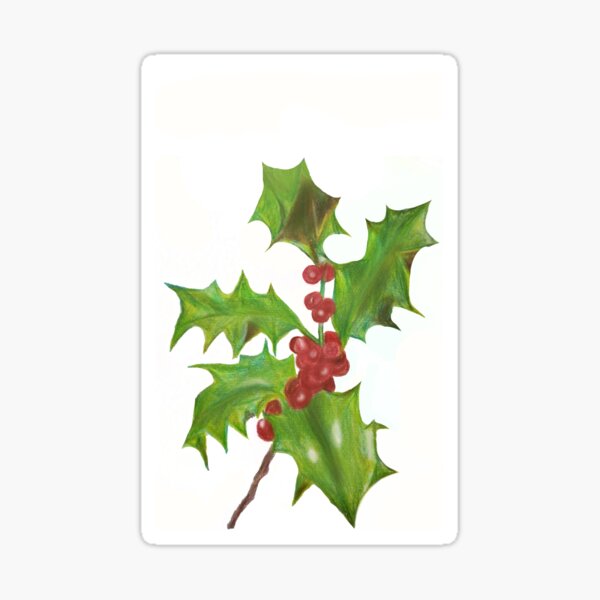 "Realistic pretty Christmas hollies " Sticker by Cimmxerian | Redbubble
