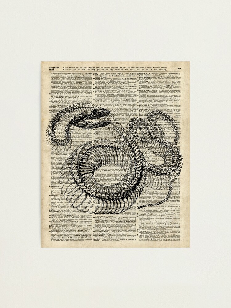 Lámina fotográfica «Boa Snake Skeleton, Ink and Pen Anatomy Chart ...