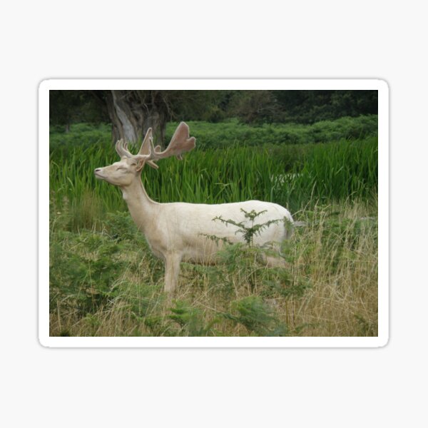 "Elegant White Fallow Deer Stag Photograph" Sticker by naturegallery ...