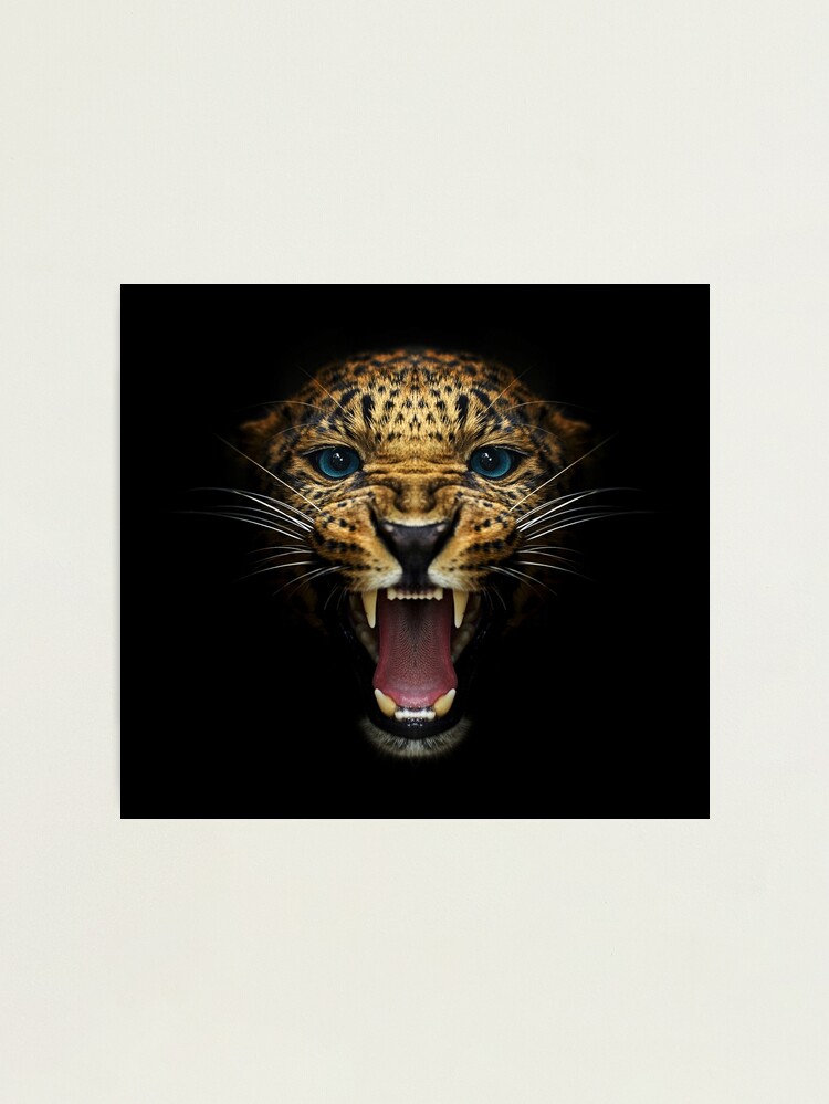 Jaguar Face Angry