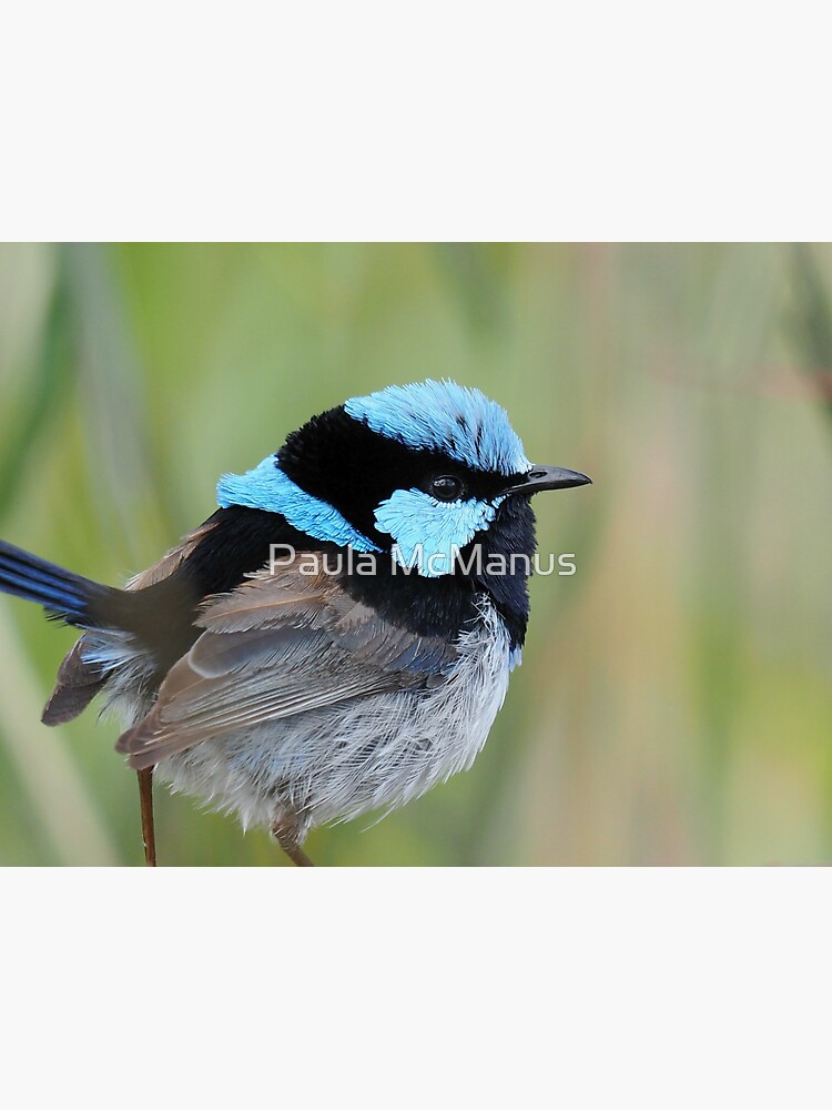 "Superb Fairy Wren" Sticker for Sale by PaulaMcManus | Redbubble