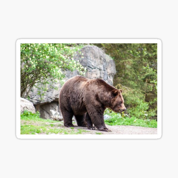 "Brown Bear" Sticker by laughlinstudio | Redbubble