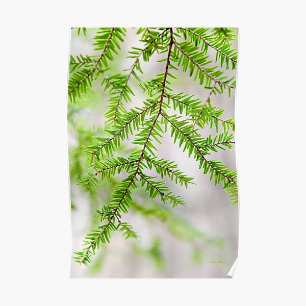 "Evergreen Tree Branch" Poster for Sale by rollosphotos | Redbubble