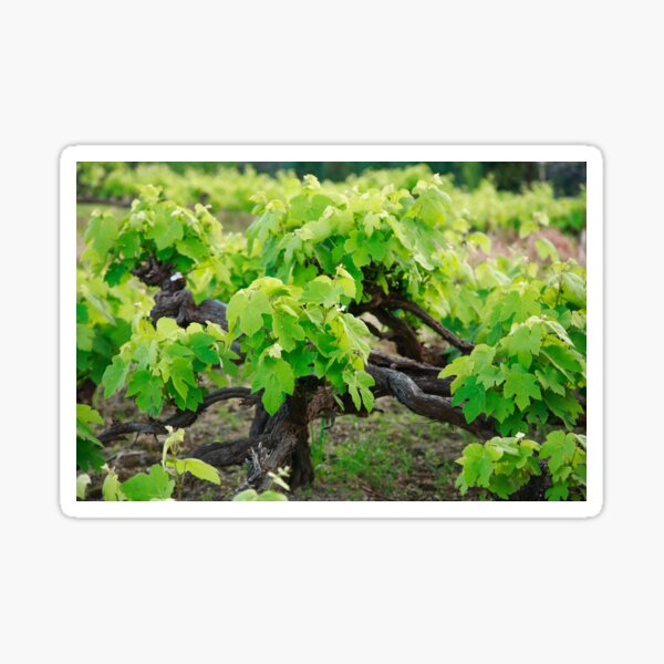 "Grape vines" Sticker by gavila | Redbubble