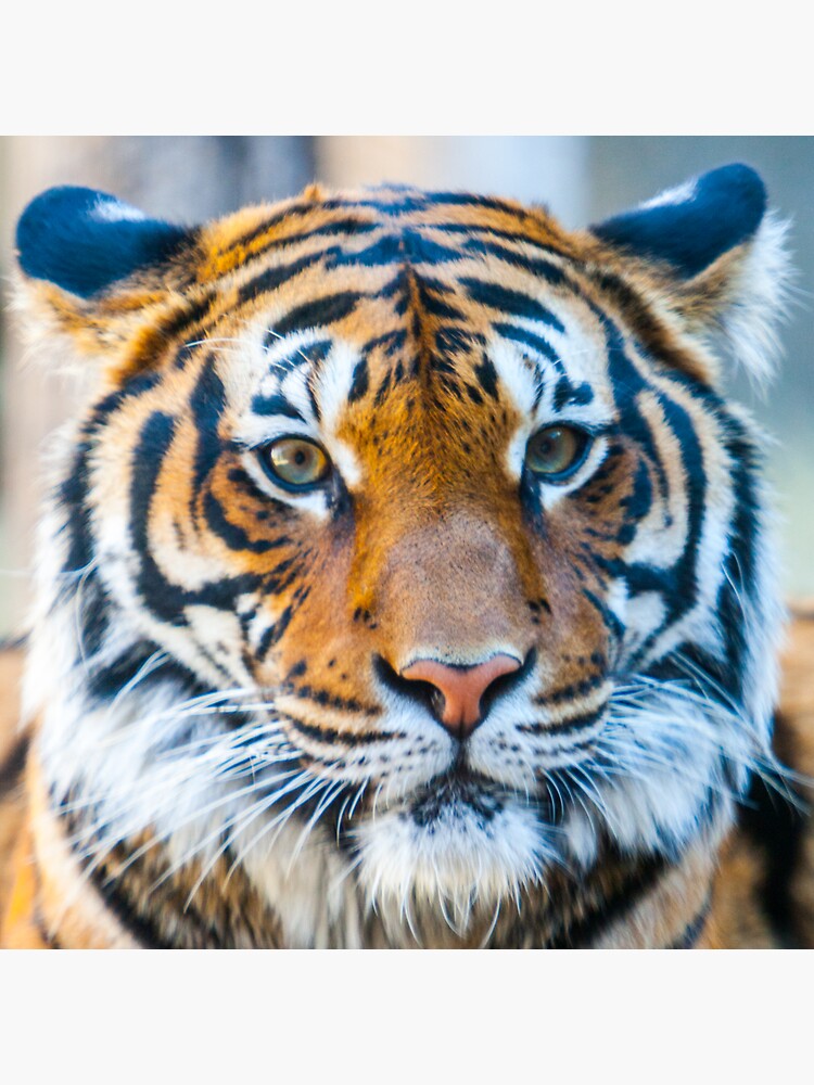 "Tiger Stare" Sticker by srgreen | Redbubble