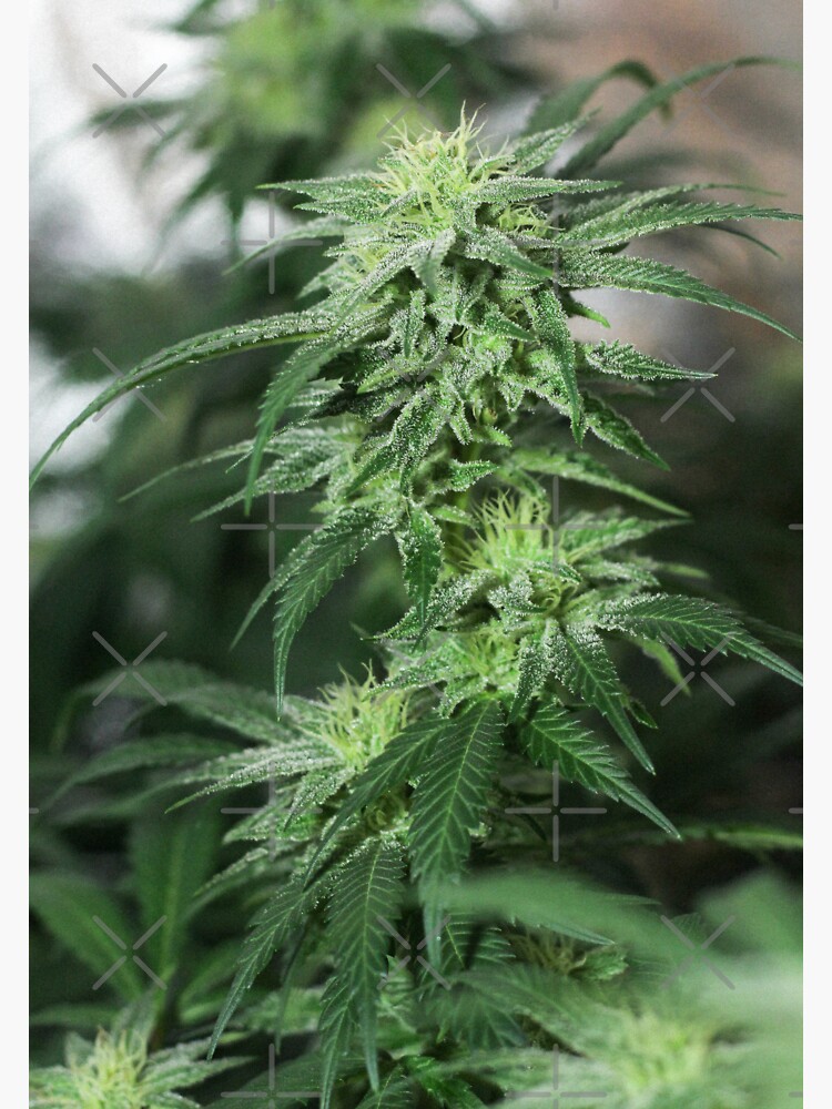 "Cannabis Sativa Cola Buds" Sticker by florafaunaphoto | Redbubble