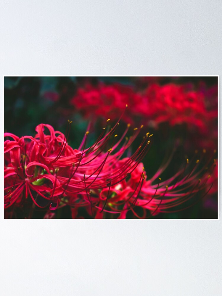 "Matte flower" Poster for Sale by dylols1112 | Redbubble