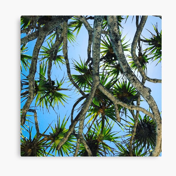 Pandanus Canvas Prints | Redbubble