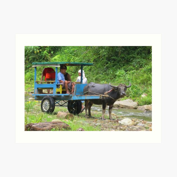 Carabao Art Prints | Redbubble