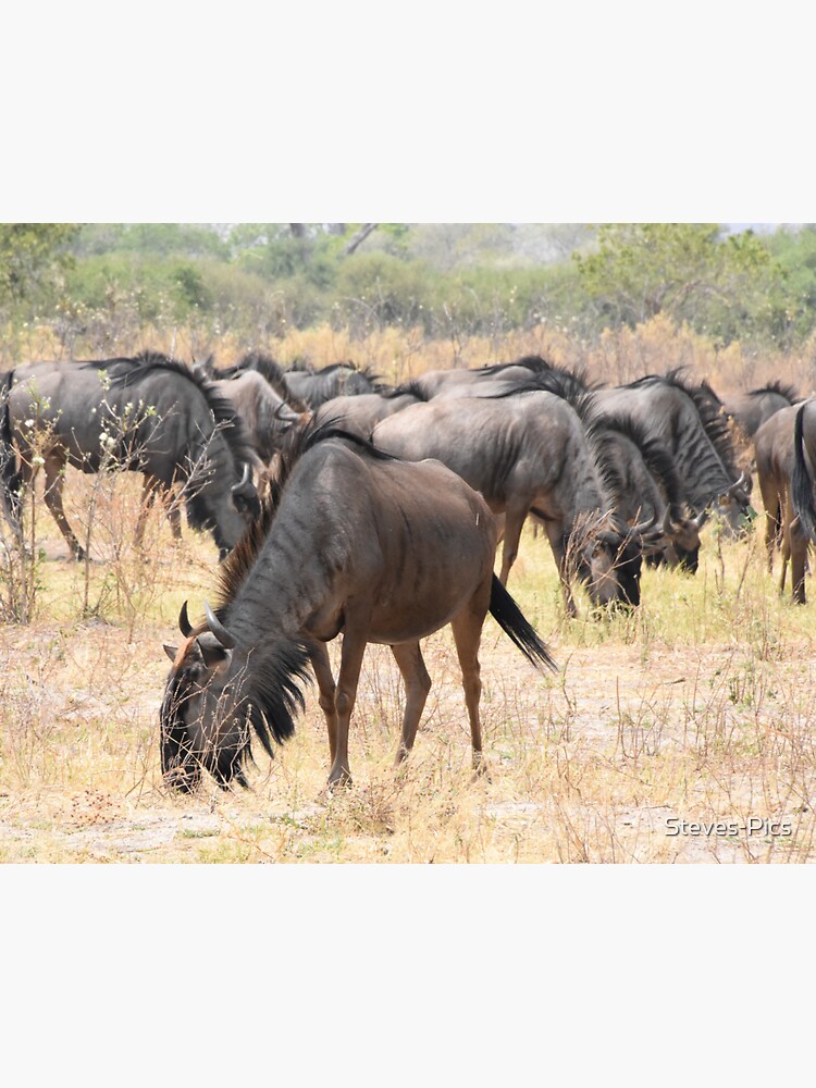 "A herd of Wildebeest" Sticker for Sale by Steves-Pics | Redbubble