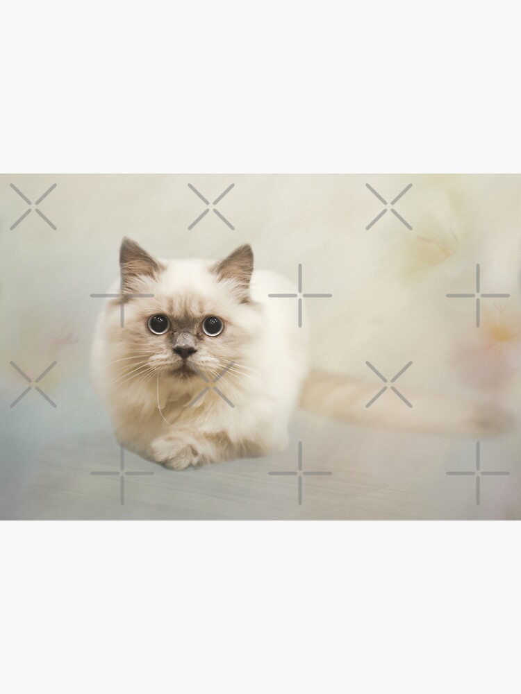 "Himalayan Cat" Sticker by fineart2017 | Redbubble