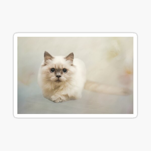 "Himalayan Cat" Sticker by fineart2017 | Redbubble