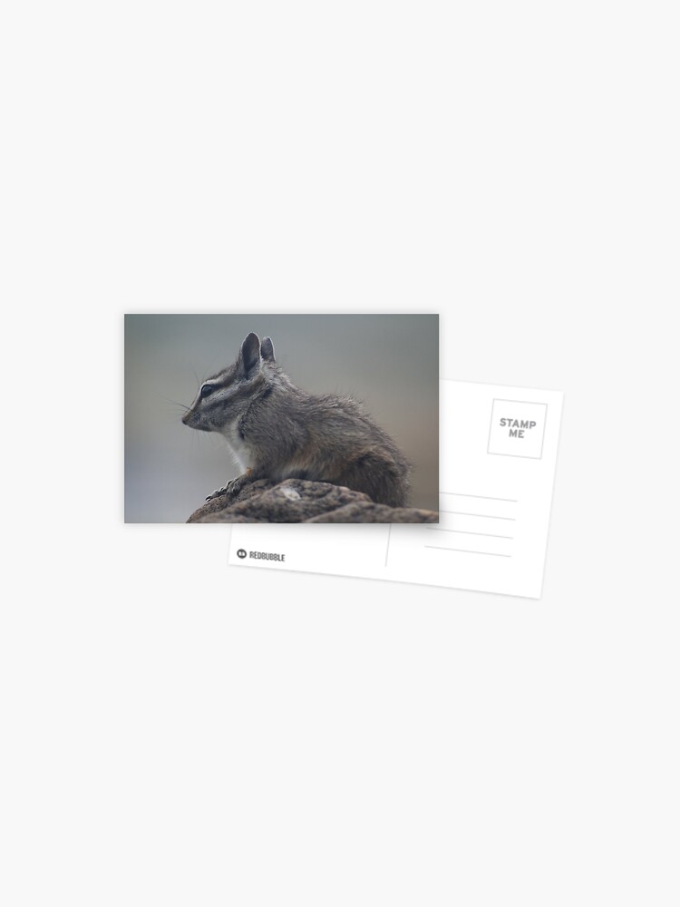 "Chipper On The Rocks" Postcard for Sale by Arla Ruggles | Redbubble
