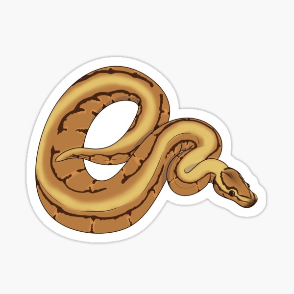 "Ball Python" Sticker for Sale by 1CoolCactus | Redbubble