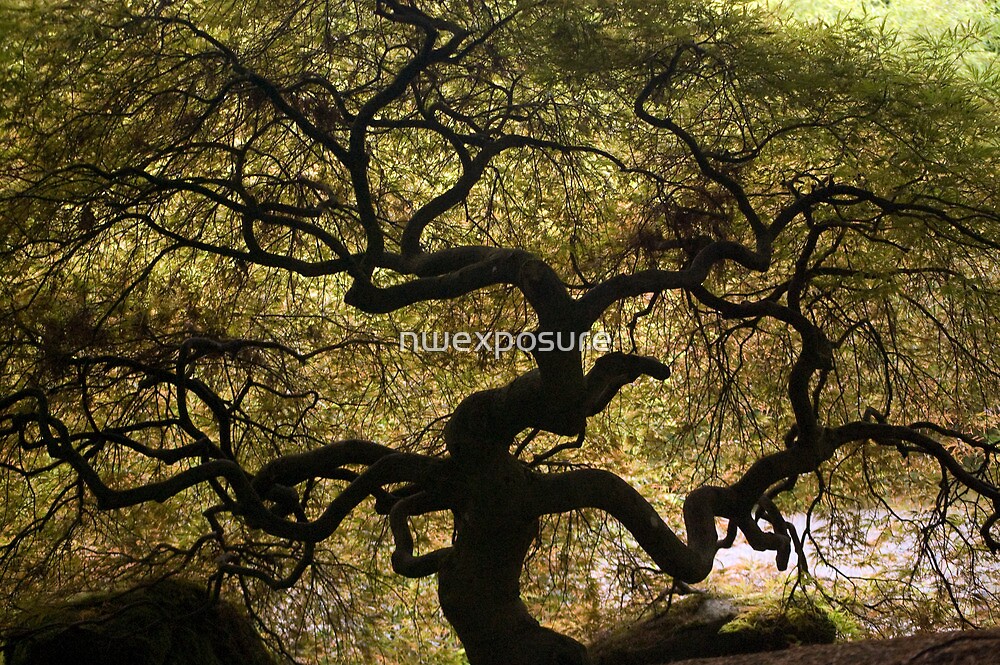 "Twisted Japanese Maple" by nwexposure | Redbubble