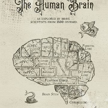 "A Map of the Human Brain" Poster for Sale by Edenbeast | Redbubble